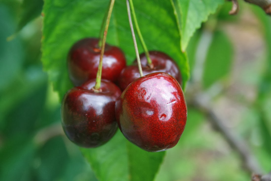 The Fruit Growing Expert: Cherry tree Regina - a new garden classic